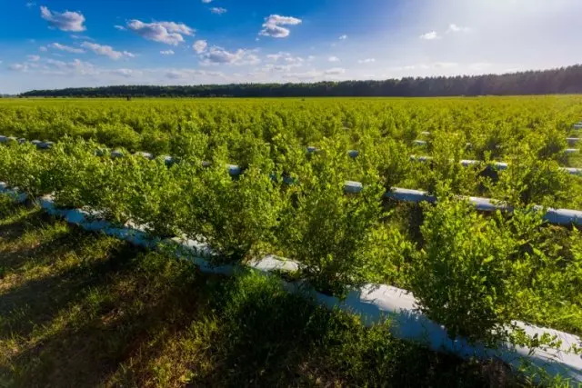 Lurreratzeko blueberries