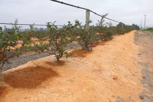 Mulching blueberries