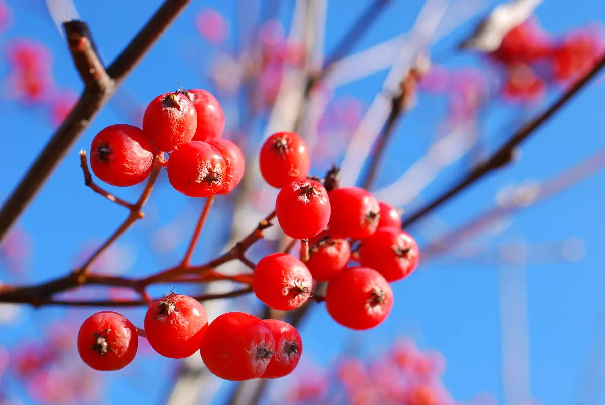 Berries Kalina