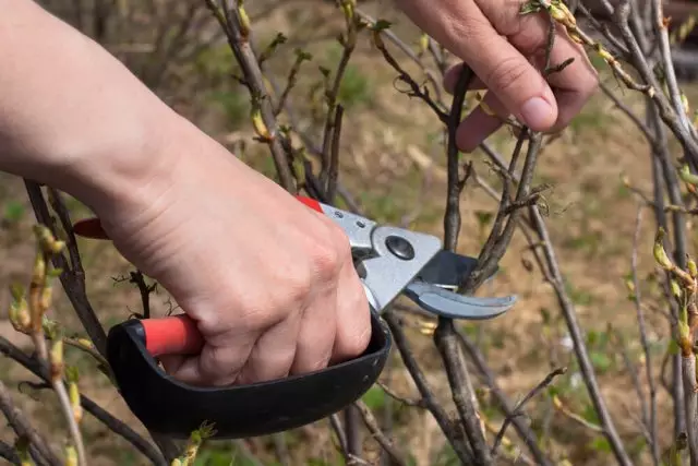 Trimming dub currant