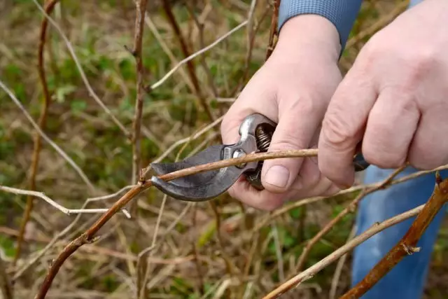 Crimping raspberry