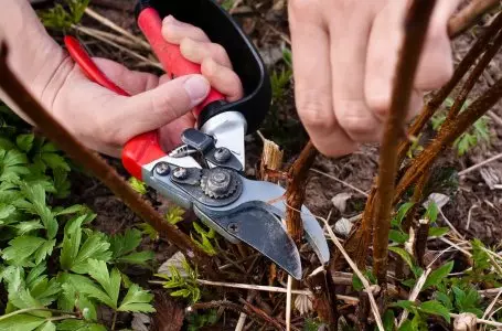 Pruning Berry Shrubs: Deadlines thiab nta 2671_13