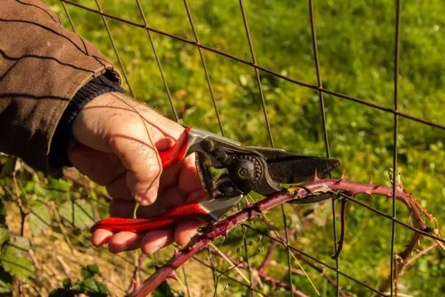 Trimming BlackBerry