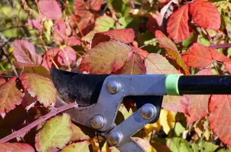 Pruning Berry Shrubs: Deadlines thiab nta 2671_17