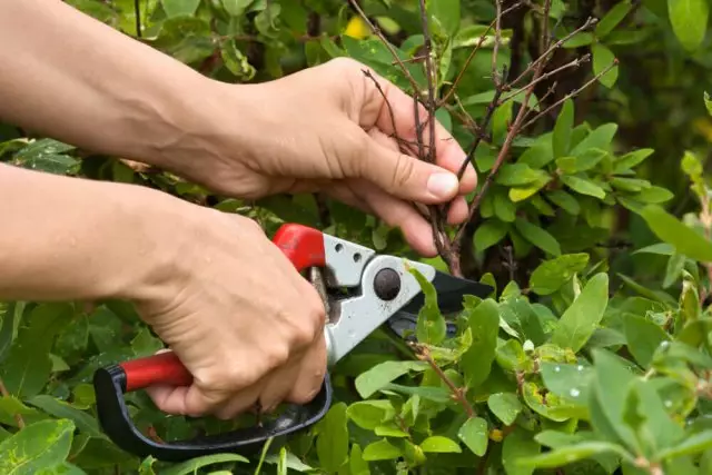 Trimming honeysuckle