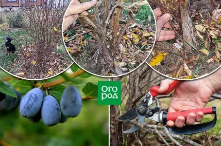 Pruning Berry Shrubs: Deadlines thiab nta 2671_20