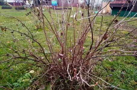 Pruning Berry Shrubs: Deadlines thiab nta 2671_3