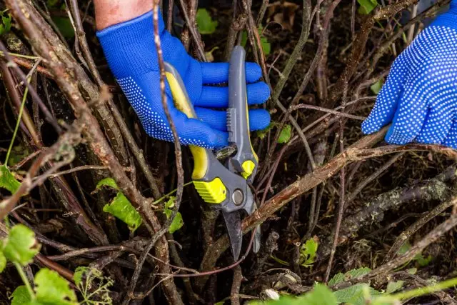 Pruning liab currants