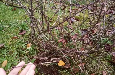 Pruning Berry Shrubs: Deadlines thiab nta 2671_9