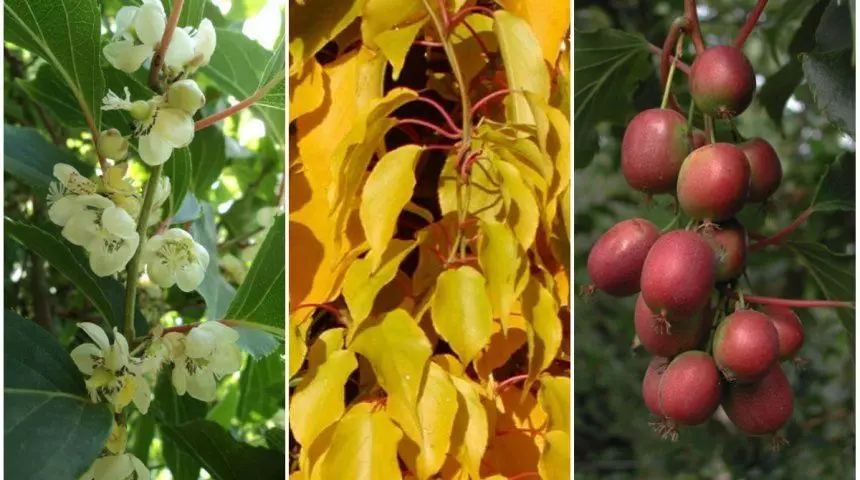 : Aktinidia Arguta.