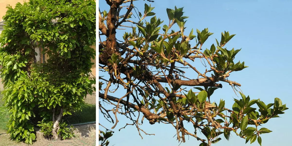 Aktinidia arguta.