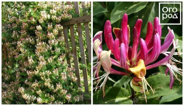 Honeysuckle honeycomb