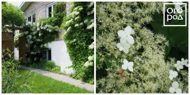 Hydrangea crested