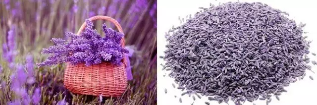 Lavender