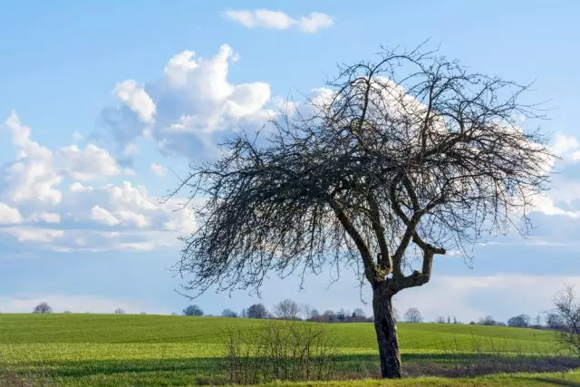 Starý Apple Tree