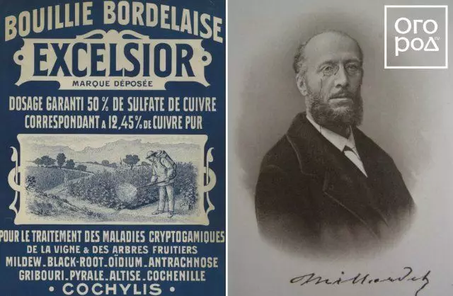 Bordeaux karışımı, hırsız sıvısı, mantar ilacı