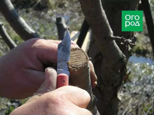 Kukonzekera kwa Katemera wa Katemera