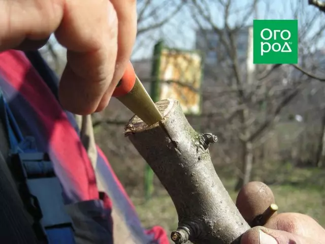 Metszés a magra a vakcinázáshoz