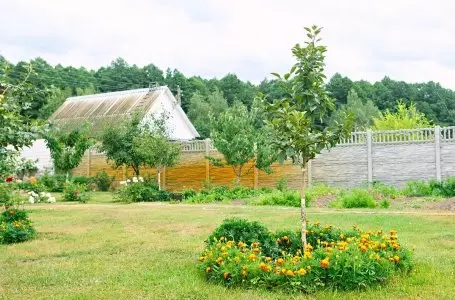 Дарактардын астына эмне кылуу керектиги же өтө кичинекей аймакта пайдалуу аймакты кантип көбөйтүү керек 2692_1