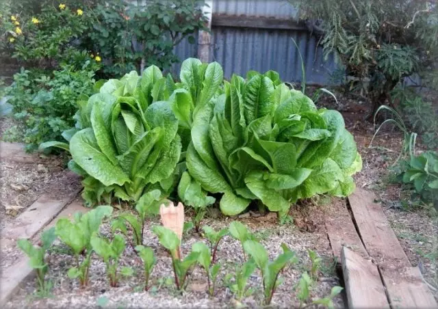 Greens sous un arbre