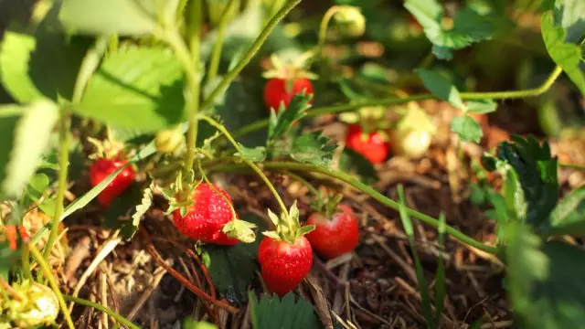 Strawberry di bawah pokok