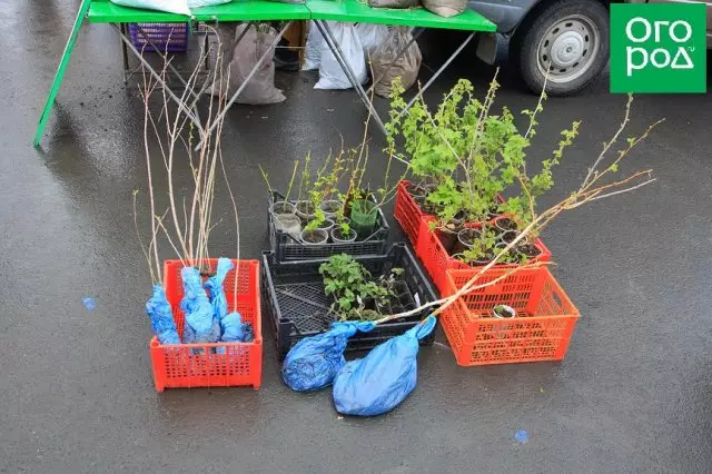 Satış tohumları