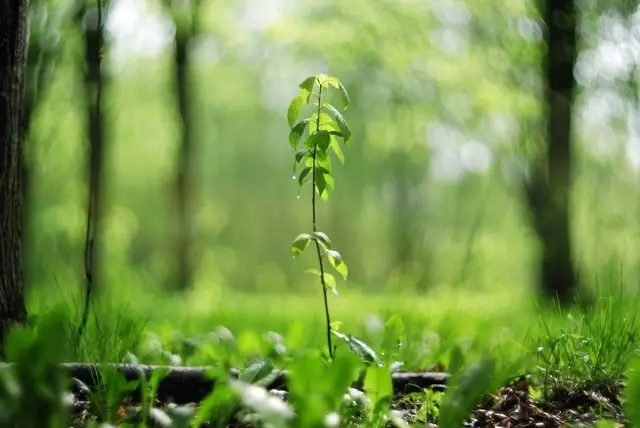 Tsechie di kebon