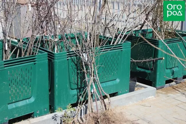 Saplings mei in iepen woartelsysteem