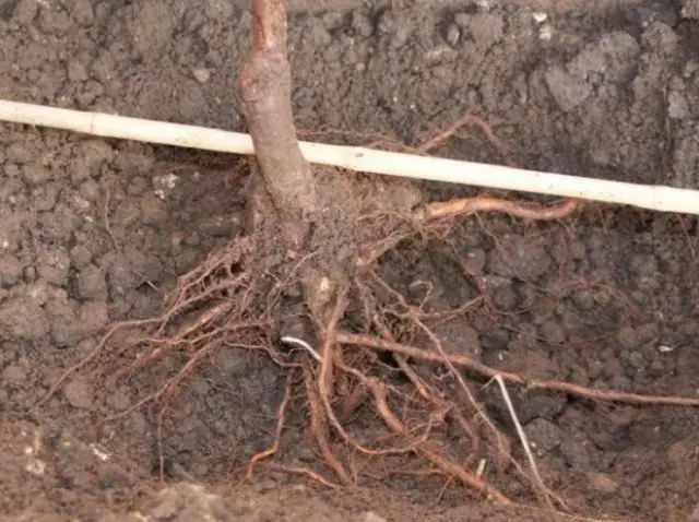 Roots sedna.