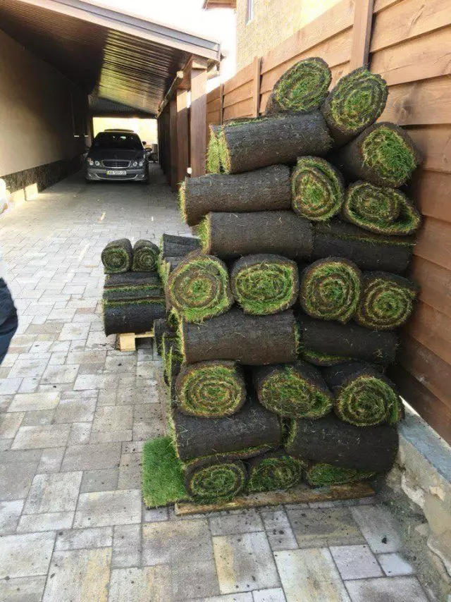 Rolled Lawn: Sohle seo u neng u batla ho se tseba ka ho khetha, ho beha le ho tloha 2699_4