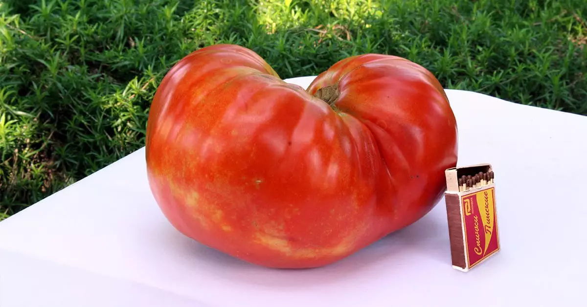 Top 10 più grandi varietà di pomodori dai lettori vegetali