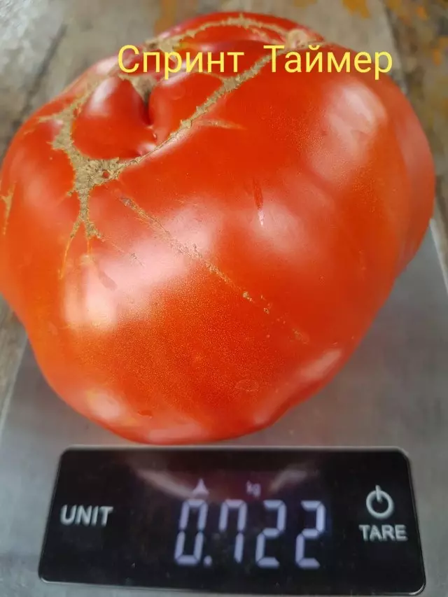 Tomato Sprint Timer, Photo tsa Raisa Yavtushenko