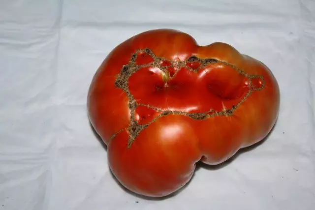 Ποικιλία ντομάτας Shuntuksky Giant, φωτογραφία Μαργαρίτα Zhevleakova