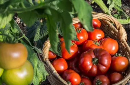 Κορυφαίες 10 μεγαλύτερες ποικιλίες ντομάτας από τα αναγνώστες λαχανικά 269_21