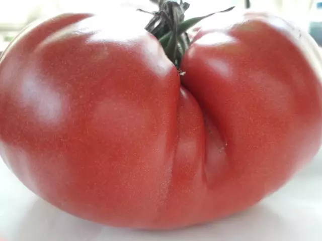 Tomato Trab Pink Giant, Photo Svetlana Semi