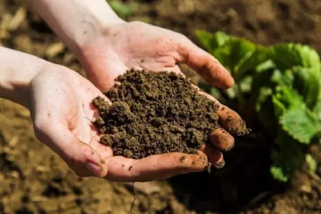 primo giardino giardino che cosa fare con cosa iniziare