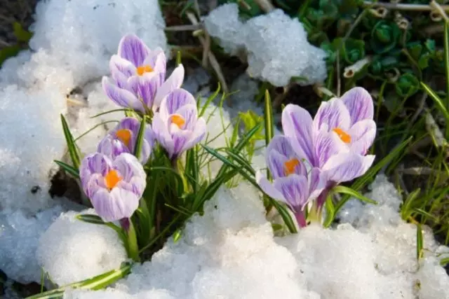 primo giardino giardino che cosa fare con cosa iniziare