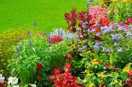 10 cose che nessuno ti parlerà della prima area di giardinaggio 2700_24