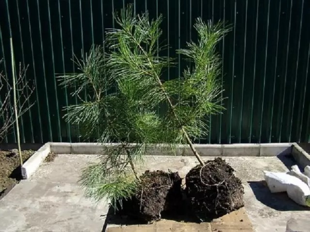 primo giardino giardino che cosa fare con cosa iniziare