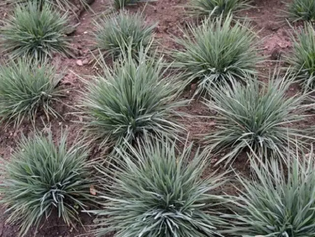 primo giardino giardino che cosa fare con cosa iniziare