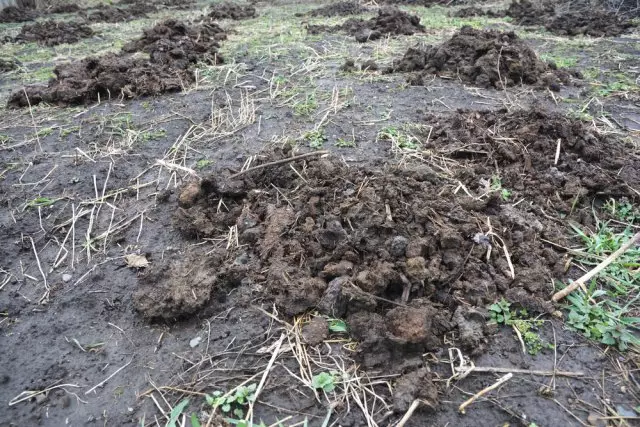 Dung na podzim pod párou