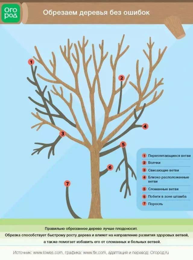 Trimming Trees Infographics.