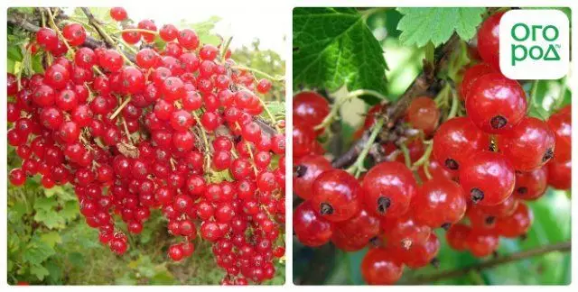 Currant အမျိုးအစားအစောပိုင်းချိုမြိန်