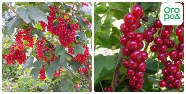 Currant Variety Rund