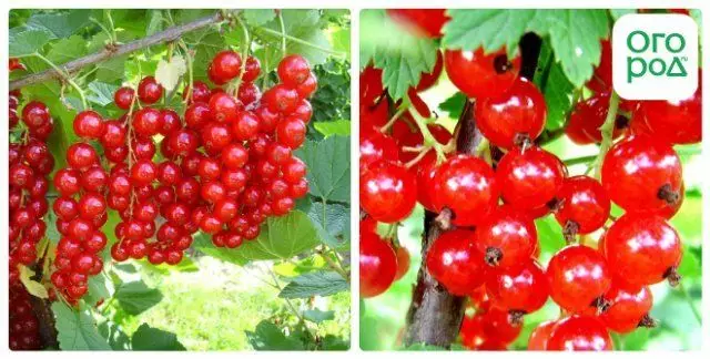 Currant Variety Ural Beauty