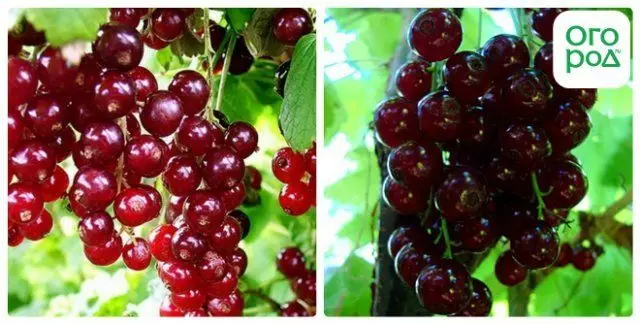 Currant အမျိုးအစားချယ်ရီ