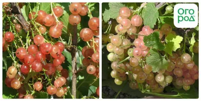 Currant Variety Nederlânsk roze