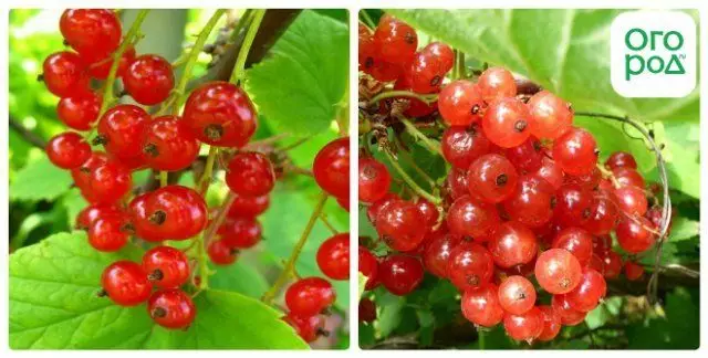 Currant Variety Caston ရဲတိုက်