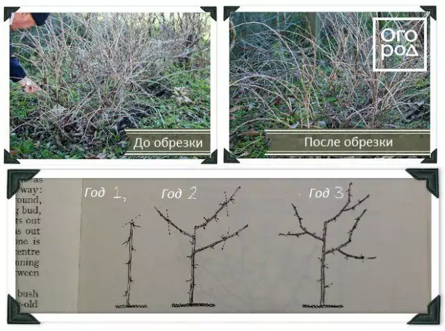 Trimming Bush gooseberry.