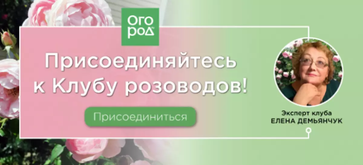15のトリック、バラの世話をする方法、有名なRosewood Elena Demyanchuk 272_17